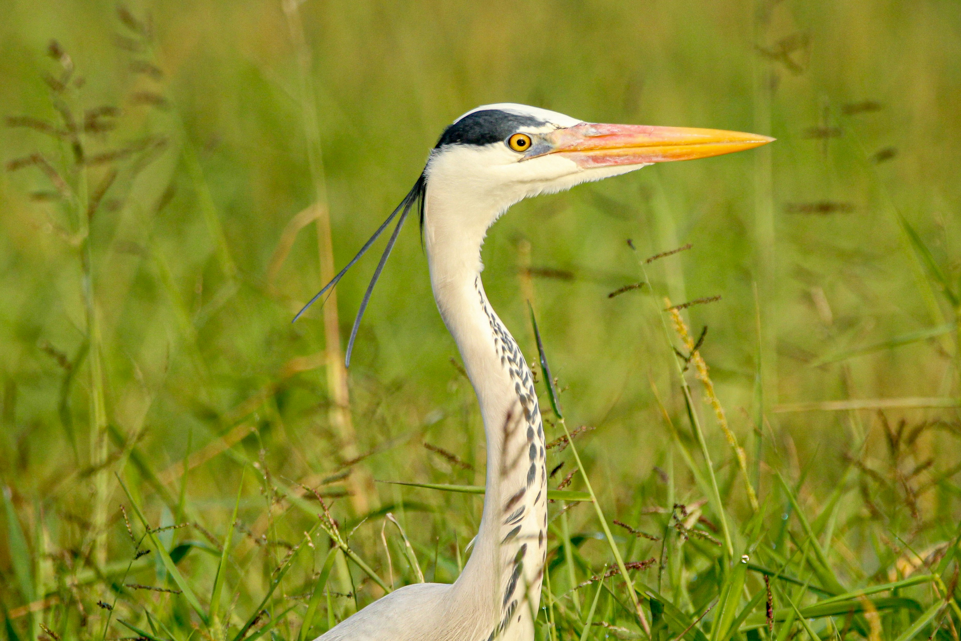 Seeking Validation - Ordinary Zen Sangha